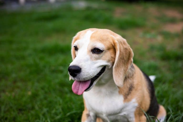 11 Classic Dog Breeds That Never Go Out Of Style - iHeartDogs.com