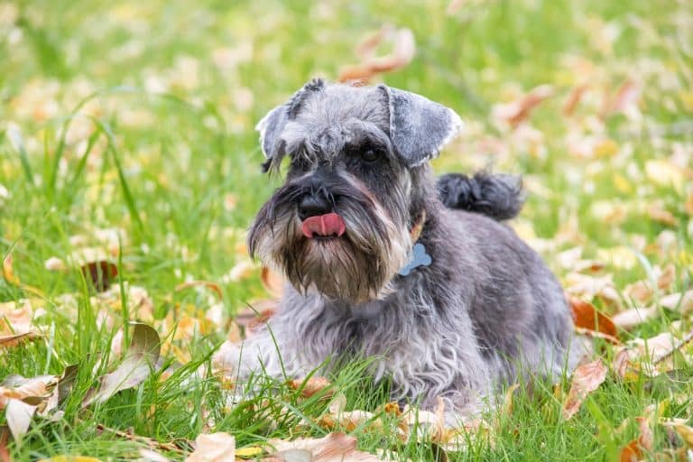 13 Fun Dog Breeds That Will Entertain You Nonstop - iHeartDogs.com