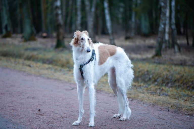 12 Shy Dog Breeds That Take Time to Warm Up in 2026 (And Why They're ...