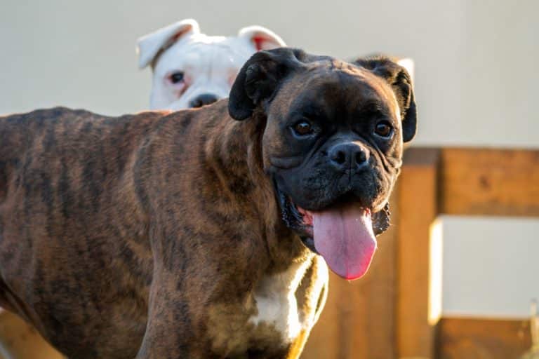 11 Most Trustworthy Dog Breeds For Families And Kids - iHeartDogs.com