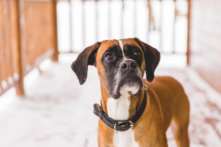 11 Fierce Dog Breeds That Will Never Let You Down - iHeartDogs.com