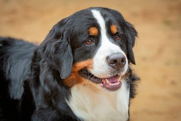 13 Funny Dog Breeds With Goofy Smiles and Big Hearts - iHeartDogs.com