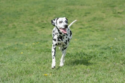 13 Fun Dog Breeds That Will Entertain You Nonstop - iHeartDogs.com