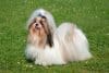 15 Chill Dog Breeds Perfect for Your Quiet Side - iHeartDogs.com
