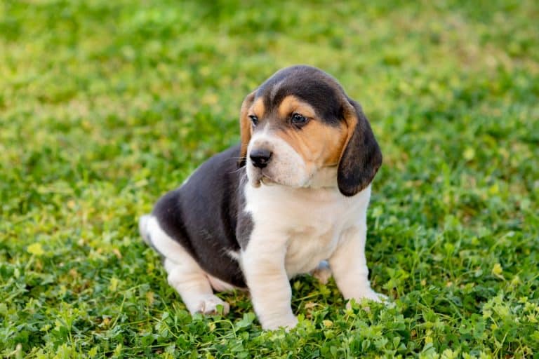 13 Most Adorable Puppy Breeds You’ll Want to Hug - iHeartDogs.com