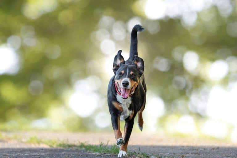 11 Unique Ways Dogs Communicate With Their Humans - iHeartDogs.com