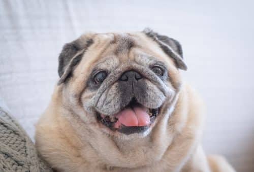 11 Funny Dog Breeds That Always Make You Laugh - iHeartDogs.com
