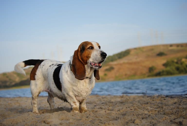 11 Stubborn Dog Breeds That Test Your Patience Daily - iHeartDogs.com
