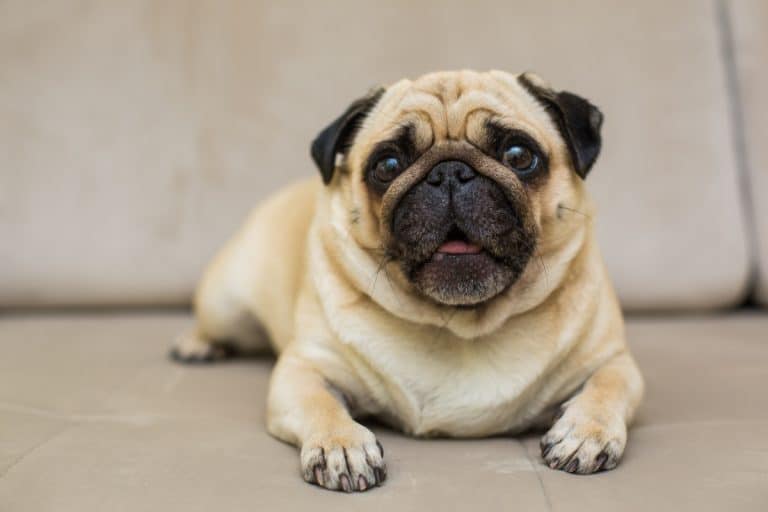 15 Gentle Dog Breeds Perfect For Quiet Households - iHeartDogs.com