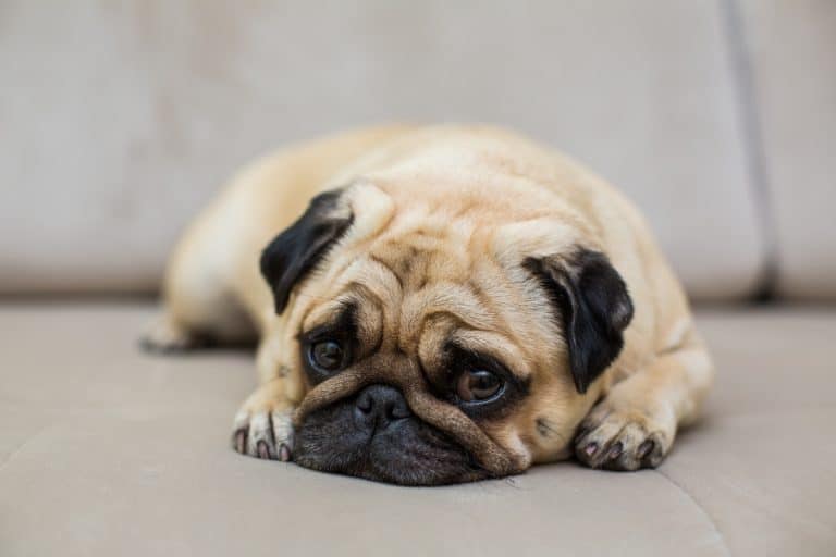 13 Dog Breeds With Irresistible Puppy Eyes - iHeartDogs.com