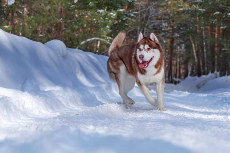 11 Athletic Dog Breeds Built For Speed And Agility - iHeartDogs.com