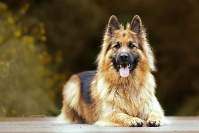 15 Brave Dog Breeds That Protect Without Fear - iHeartDogs.com