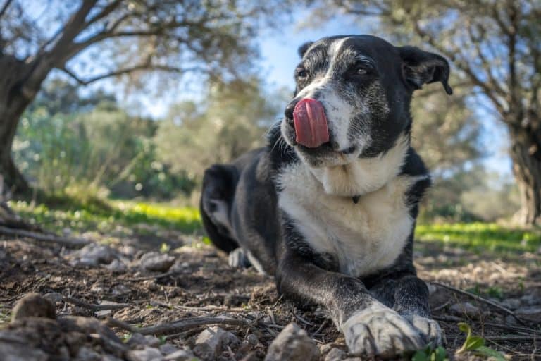 11 Fascinating Facts About Senior Dogs - iHeartDogs.com