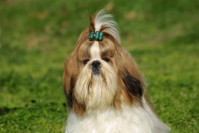 13 Adorable Dog Breeds That Look Just Like Teddy Bears - iHeartDogs.com