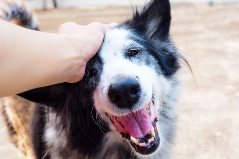 13 Ways Dogs Prove They’re the Ultimate Best Friends - iHeartDogs.com