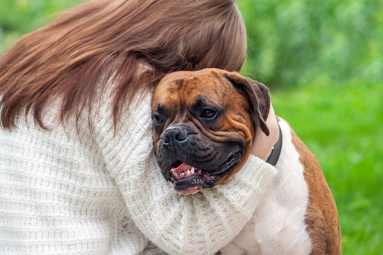 13 Best Dog Breeds For Emotional Support And Comfort - iHeartDogs.com