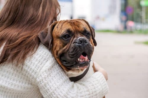 13 Best Family Dog Breeds You Need to Know - iHeartDogs.com