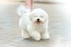 15 Darling Dog Breeds That Redefine Sweetness and Steal Hearts ...