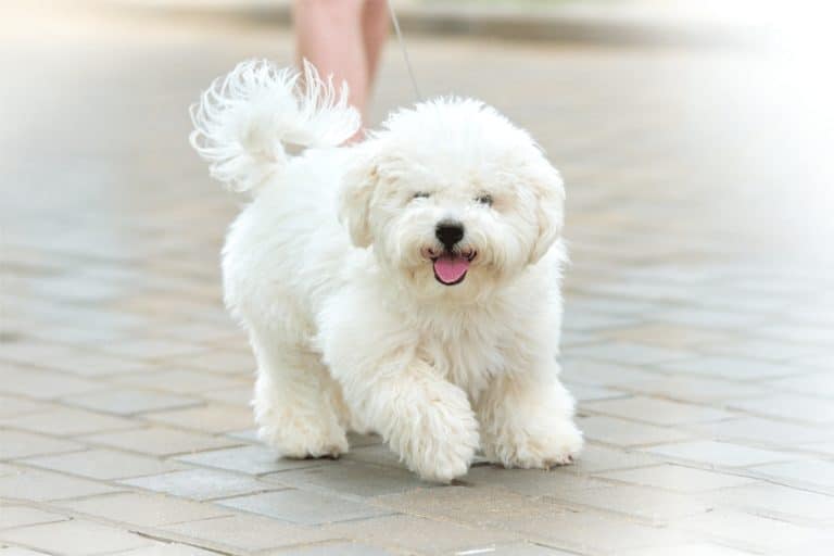 15 Darling Dog Breeds That Redefine Sweetness and Steal Hearts ...