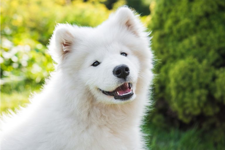15 Chatty Dog Breeds That Love To Speak Their Minds - iHeartDogs.com