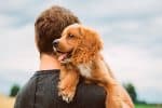 15 Darling Dog Breeds That Redefine Sweetness and Steal Hearts ...