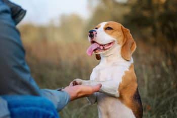 13 Fun Dog Breeds That Will Entertain You Nonstop - iHeartDogs.com