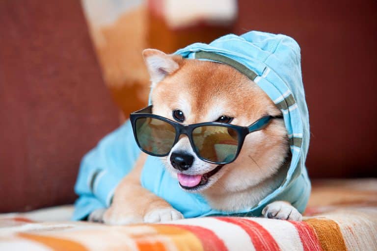 13 Confident Dog Breeds That Own Every Space - iHeartDogs.com