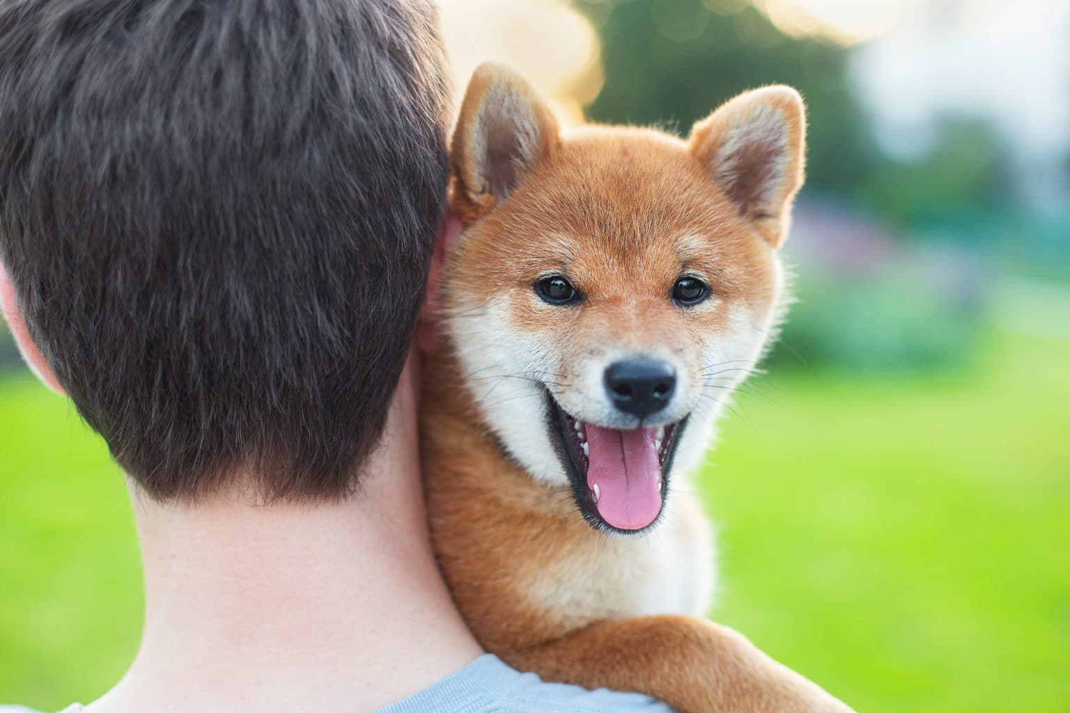 6 Best Kelp & Seaweed Supplements for Dogs - iHeartDogs.com