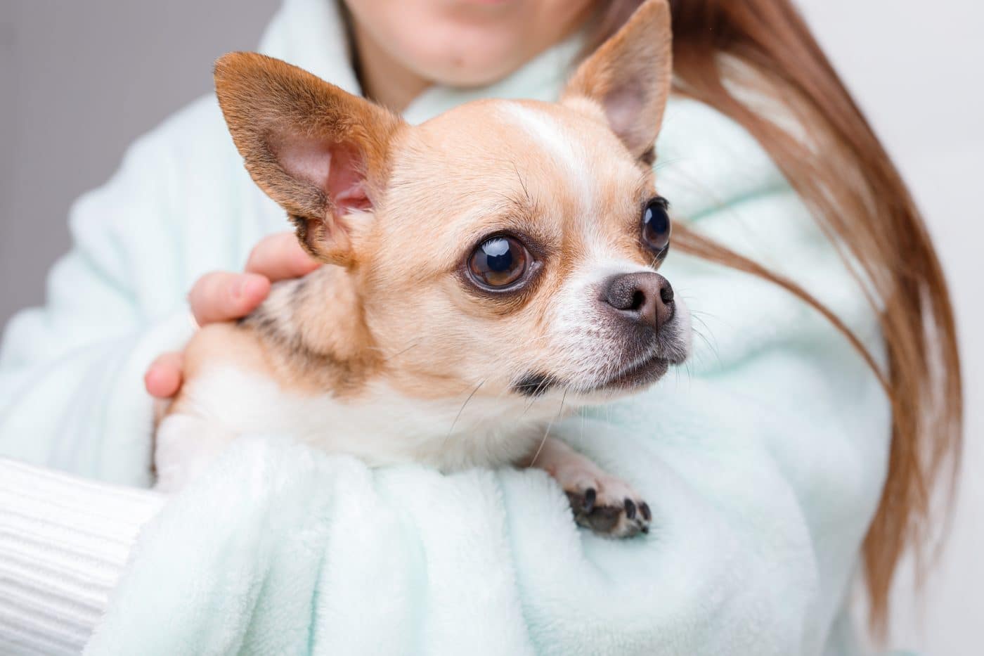 6 Best Eye Washes for Dogs - iHeartDogs.com