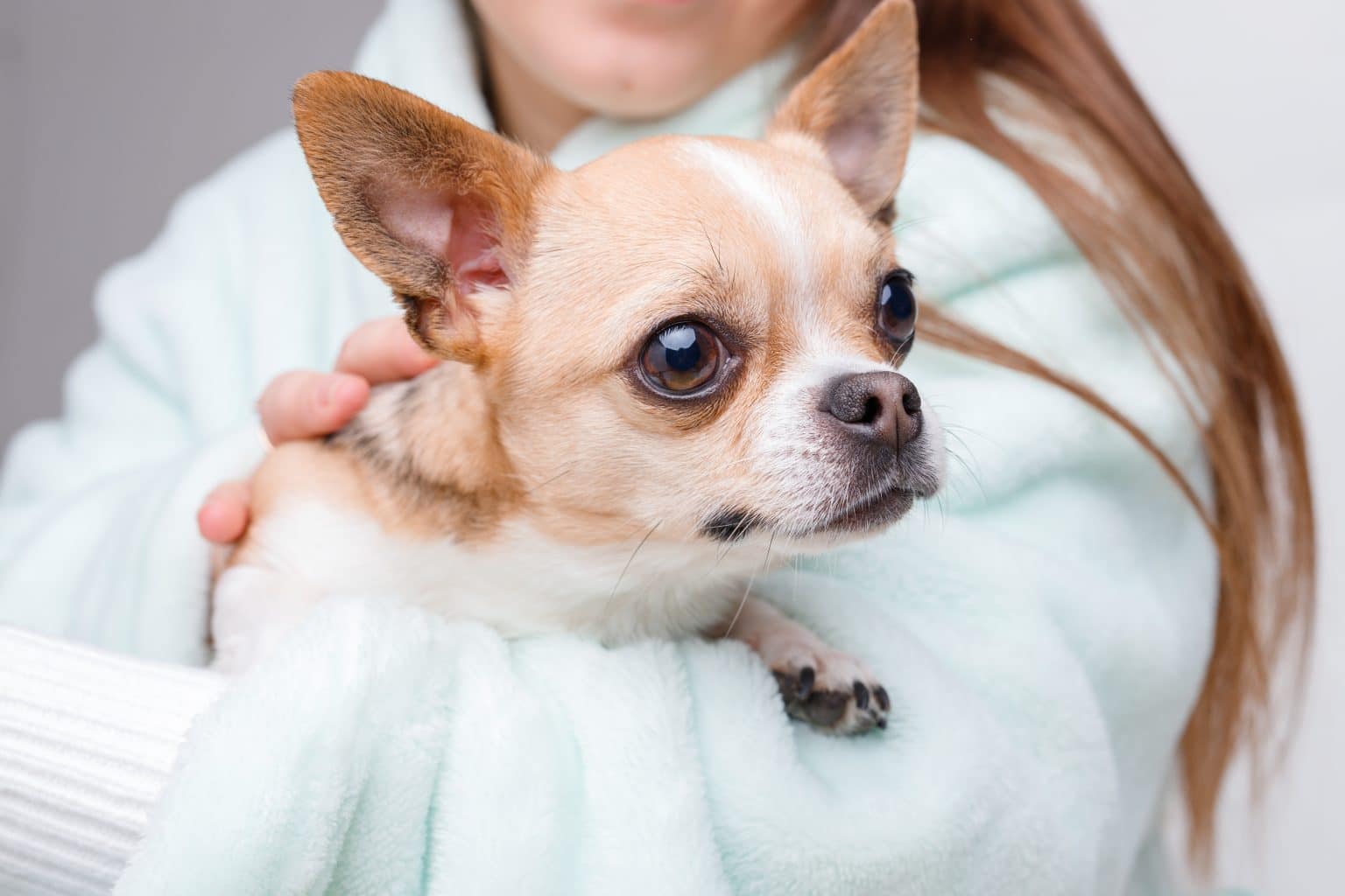 6 Best Eye Washes for Dogs - iHeartDogs.com