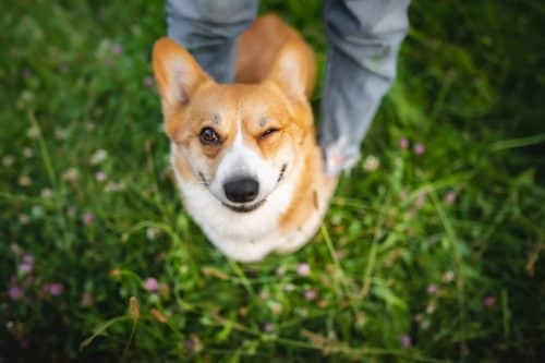 13 Silly Dog Breeds That Express Themselves in Hilarious Ways ...