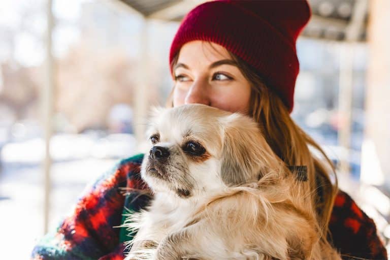 15 Chill Dog Breeds Perfect for Your Quiet Side - iHeartDogs.com