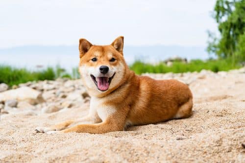 13 Silly Dog Breeds That Express Themselves in Hilarious Ways ...
