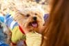 15 Chatty Dog Breeds That Love To Speak Their Minds - iHeartDogs.com