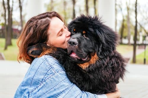 13 Protective Dog Breeds That’ll Guard You With Love - iHeartDogs.com