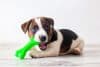 11 Funny Puppy Fails That’ll Make You Laugh - iHeartDogs.com