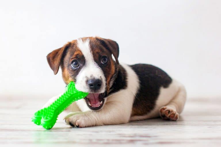 11 Funny Puppy Fails That’ll Make You Laugh - iHeartDogs.com