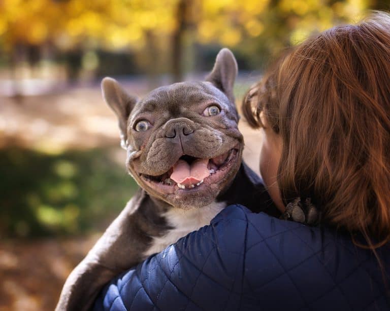 9 Best Supplements for Dogs with Dementia - iHeartDogs.com