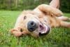 7 Best CoQ10 Supplements for Dogs - iHeartDogs.com