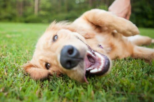 7 Best CoQ10 Supplements for Dogs - iHeartDogs.com