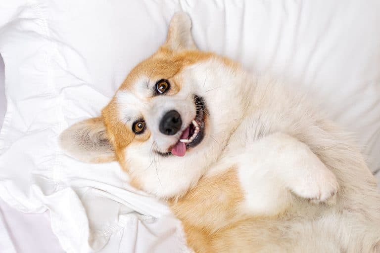 13 Fun Dog Breeds That Will Entertain You Nonstop - iHeartDogs.com