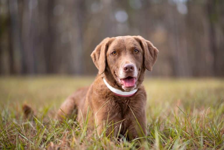 13 Nature-Loving Dog Breeds Who Thrive In Woods And Water - iHeartDogs.com