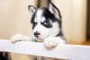 Have You Tried Living With These 15 Bold Dog Breeds? - iHeartDogs.com
