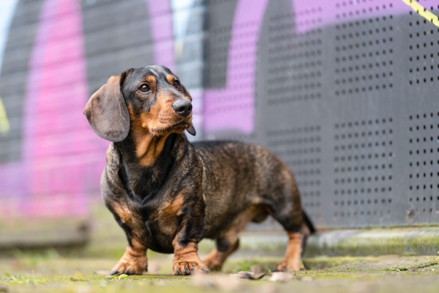 9 Best Supplements for Dogs with Dementia - iHeartDogs.com