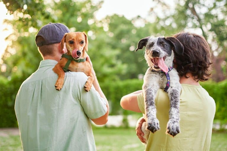 11 Reasons Dogs Truly Are Man’s Best Friend - iHeartDogs.com