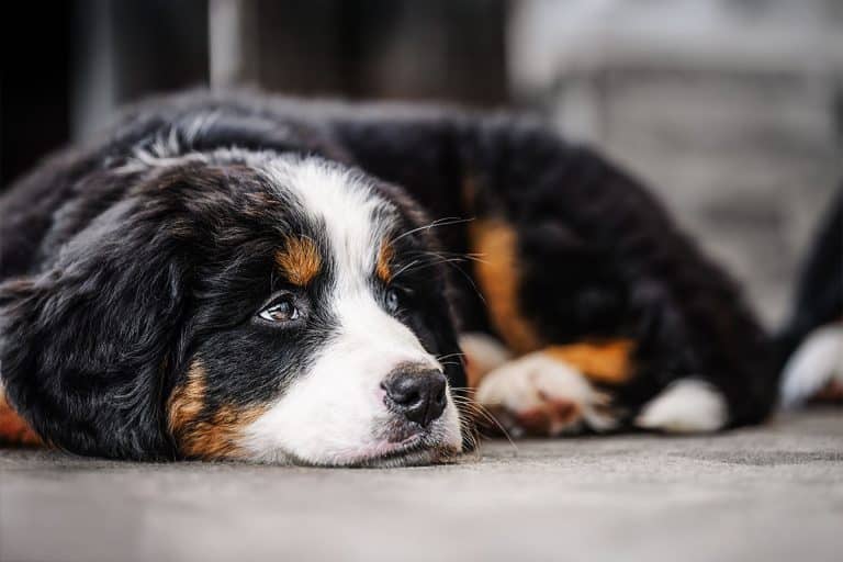 13 Dog Breeds With The Cutest Puppy Dog Eyes - iHeartDogs.com