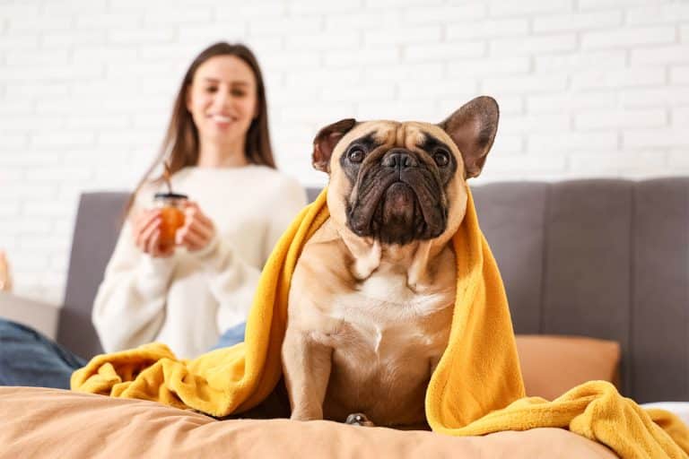 13 Chill Dog Breeds That Make The Best Netflix Partners - iHeartDogs.com