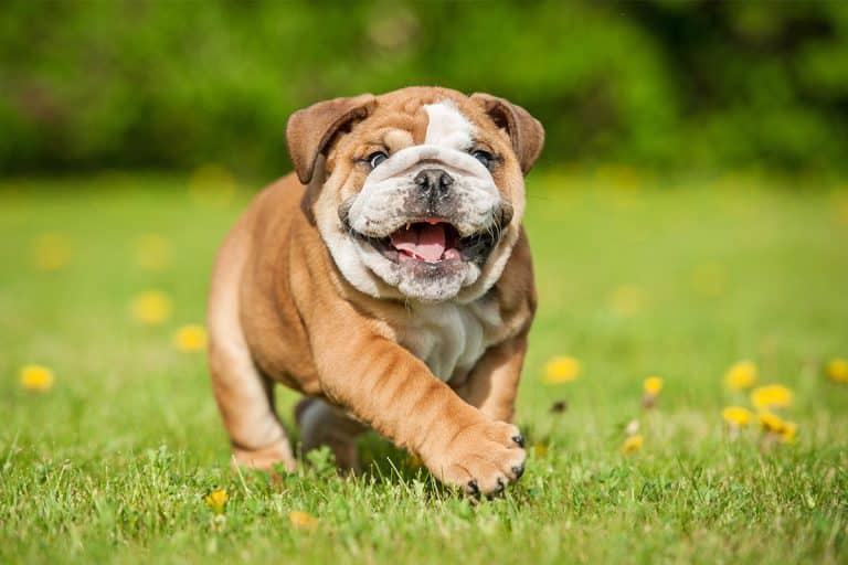 13 Silly Dog Breeds That Express Themselves in Hilarious Ways ...