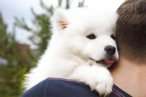 11 Friendly Dog Breeds That Win Hearts Instantly - iHeartDogs.com