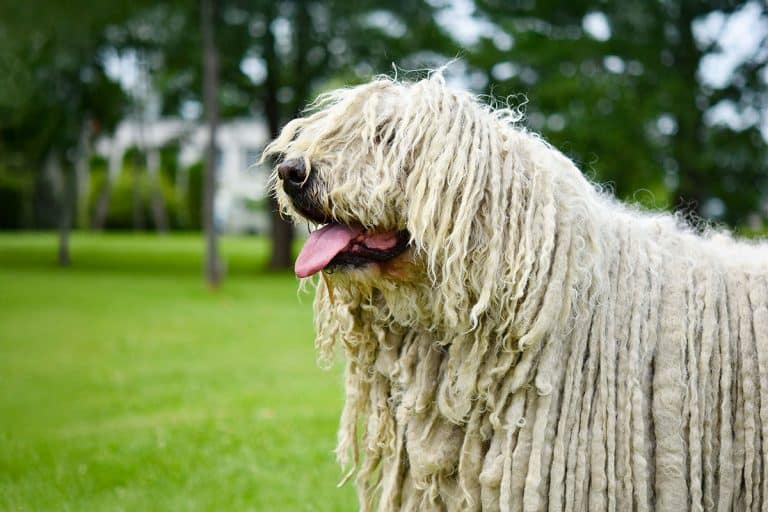 What Makes These 11 Weird Dog Breeds So Unique? - iHeartDogs.com